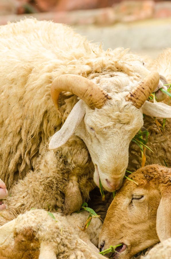 Sheeps eating grass stock image. Image of merino, ribs - 73665999