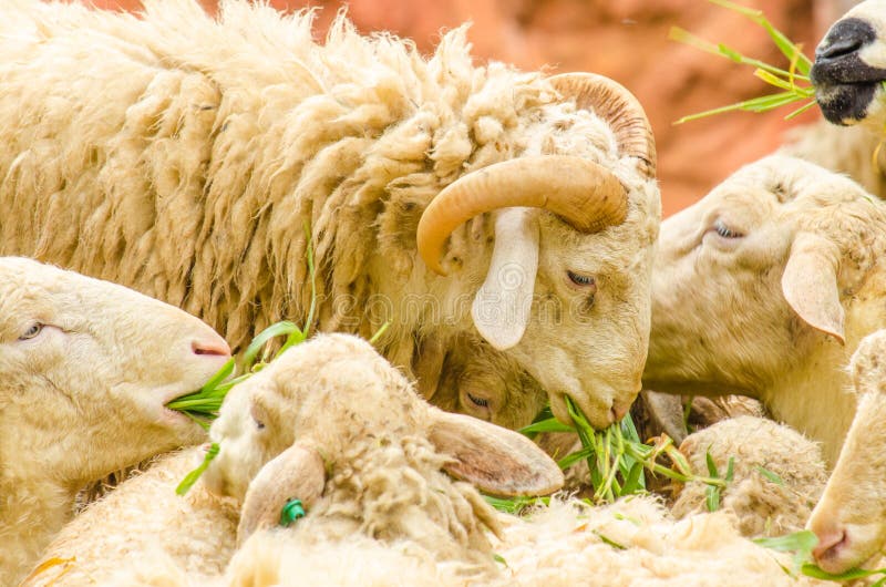 Sheeps eating grass stock image. Image of look, cute - 73666005