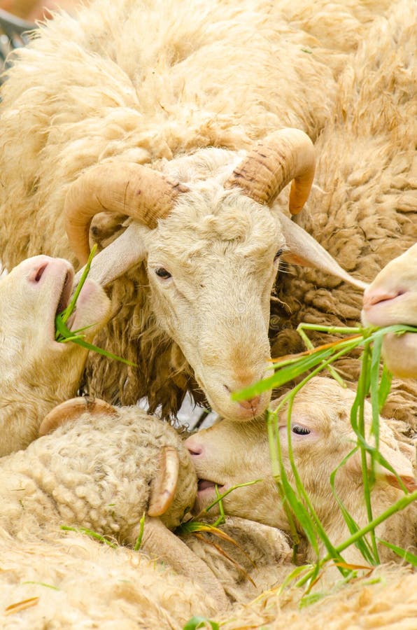 Sheeps eating grass stock image. Image of merino, ribs - 73665999