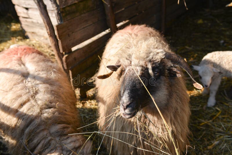 Sheeps Eating Hay Inside a Sheep Farm Stock Image - Image of agri ...