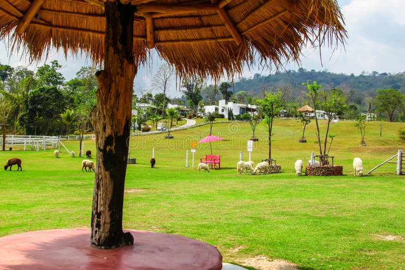 Sheeps stock photo. Image of grass, sheep, green, livestock - 53449240
