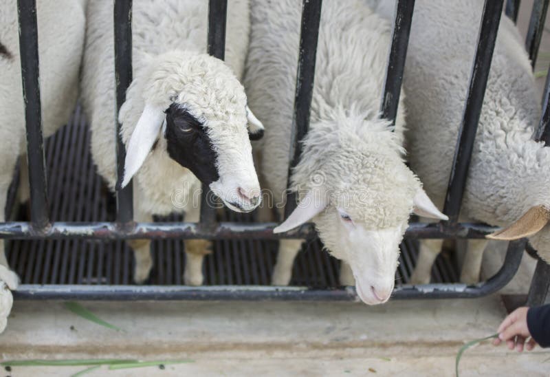 Sheeps in Farm. Close Up Sheep of Face Stock Image - Image of livestock ...