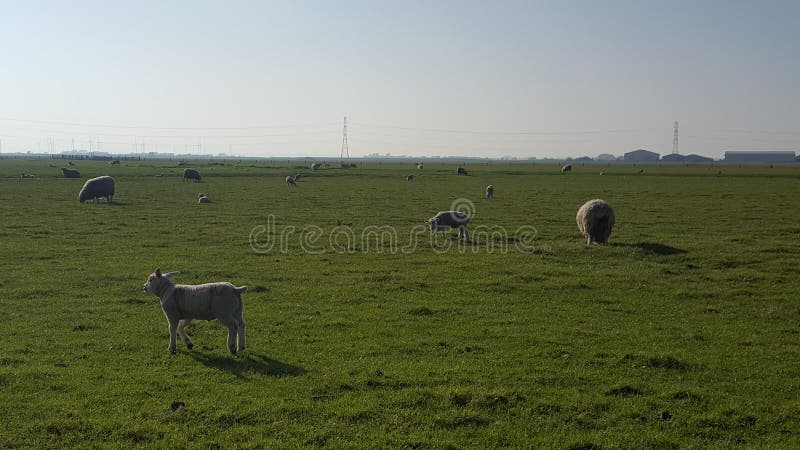 Sheeps stock photo. Image of steppe, farm, pasture, grassland - 90219188
