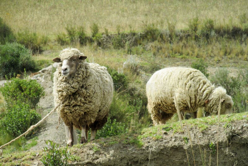 Sheeps in the farm stock image. Image of farmland, baby - 79680593