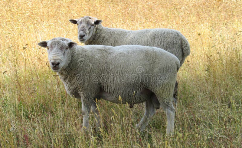 Sheeps on the field stock image. Image of grassland, mammal - 92902151