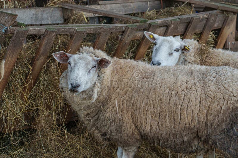 Sheeps in the German Muensterland Stock Photo - Image of meadow ...
