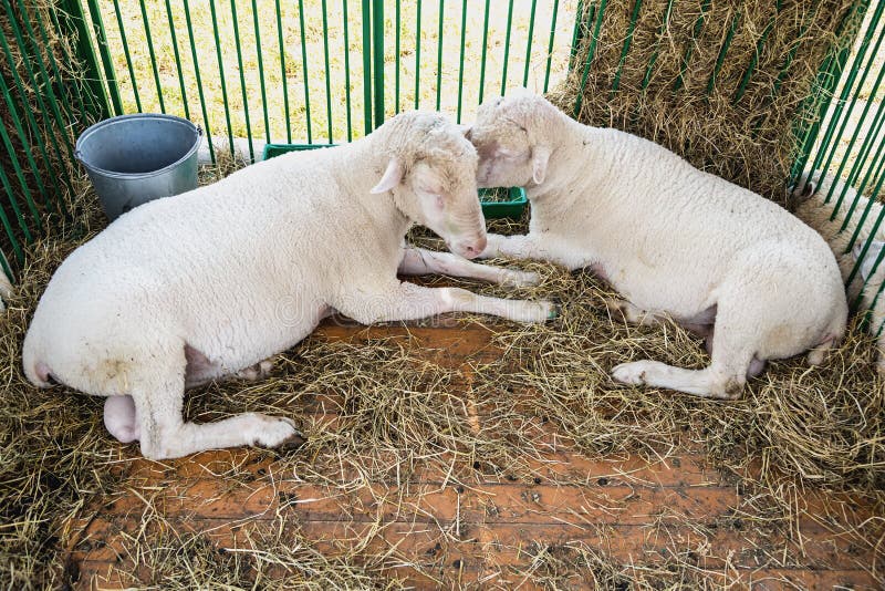 Sheeps or Goats in Cell on Farm Stock Image - Image of side, animal ...