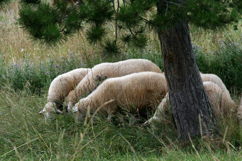 Sheeps in the grass stock photo. Image of sheep, field - 136706728