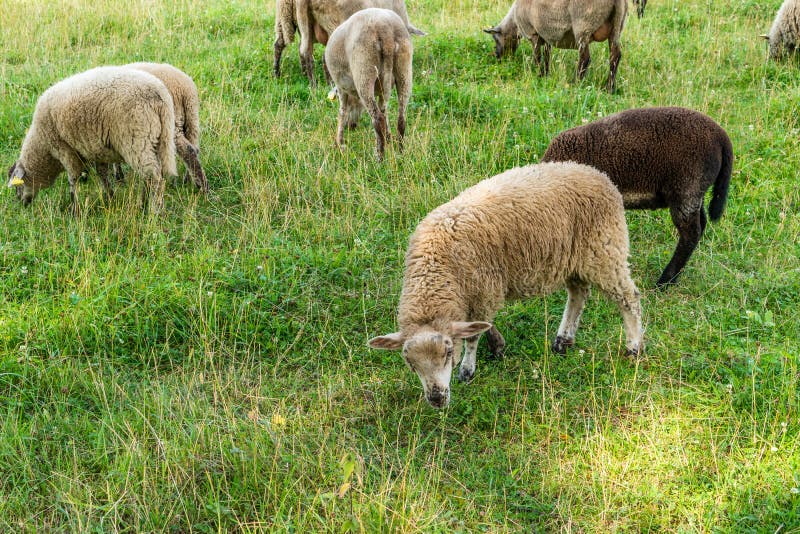 Sheeps Grazing on a Green Grass Stock Photo - Image of nature, ecology ...