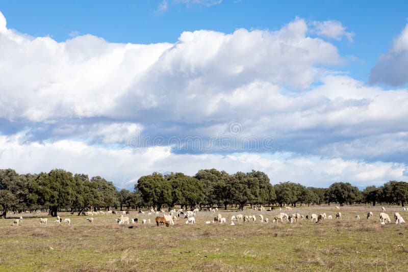 Cow Grazing on a Meadow at Spring Stock Photo - Image of cattle, milk ...