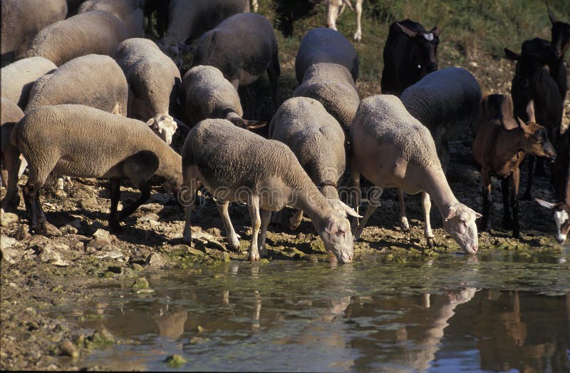 Sheeps drinking cold water stock image. Image of ruminant - 11455897