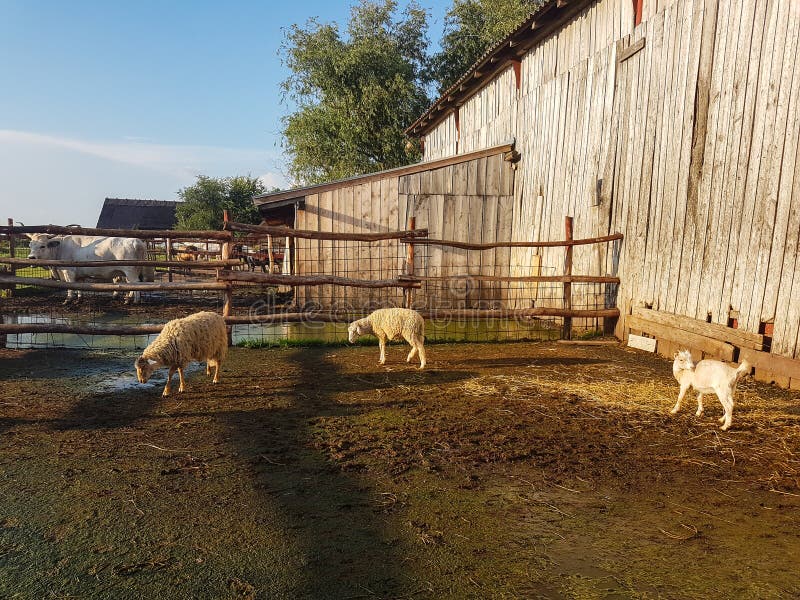 Sheeps, Lambs and Cattle in a Farm Stock Image - Image of meat, herd ...