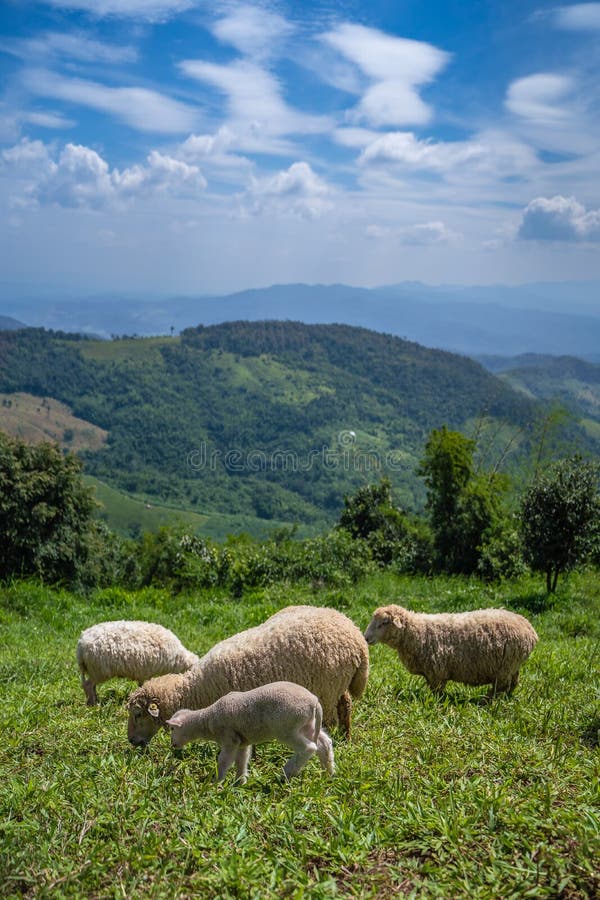 Sheeps, Lambs on the Mountain Farm Against Green Grass Fields with Blue ...