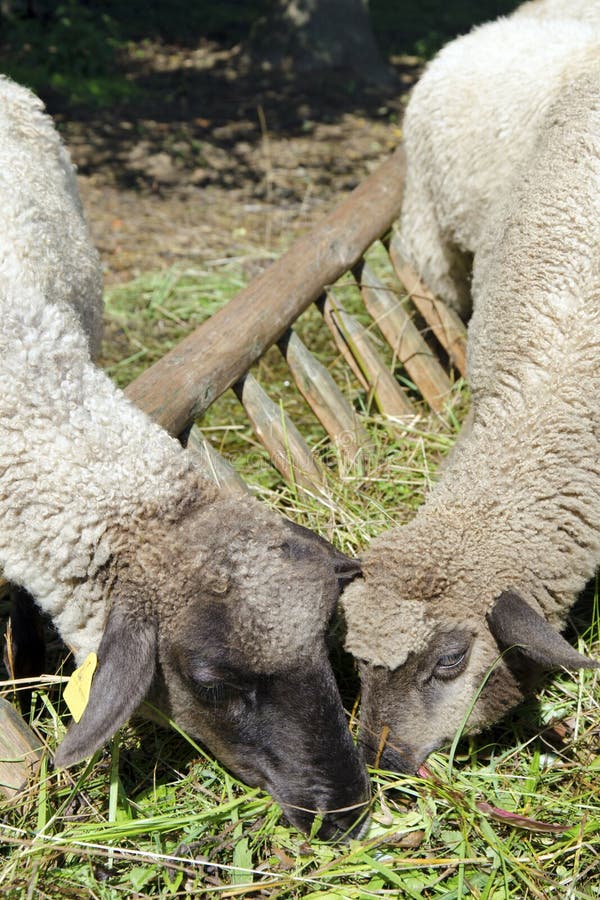 The sheeps with a manger stock image. Image of share - 44812711