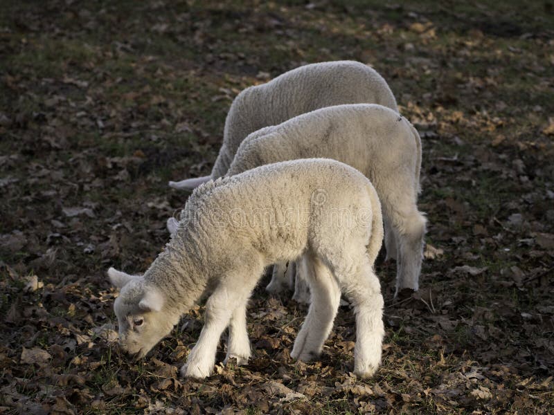 Sheeps stock photo. Image of nature, vicuaplusmn, grazing - 51337728