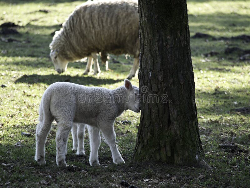 Sheeps stock photo. Image of muensterland, livestock - 51339220