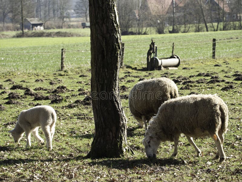 Sheeps stock photo. Image of lamm, lambs, meadow, herd - 51340168