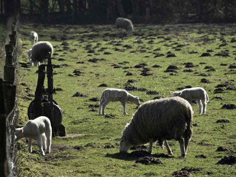 Sheeps stock photo. Image of pasture, lamm, schaf, wool - 51341752