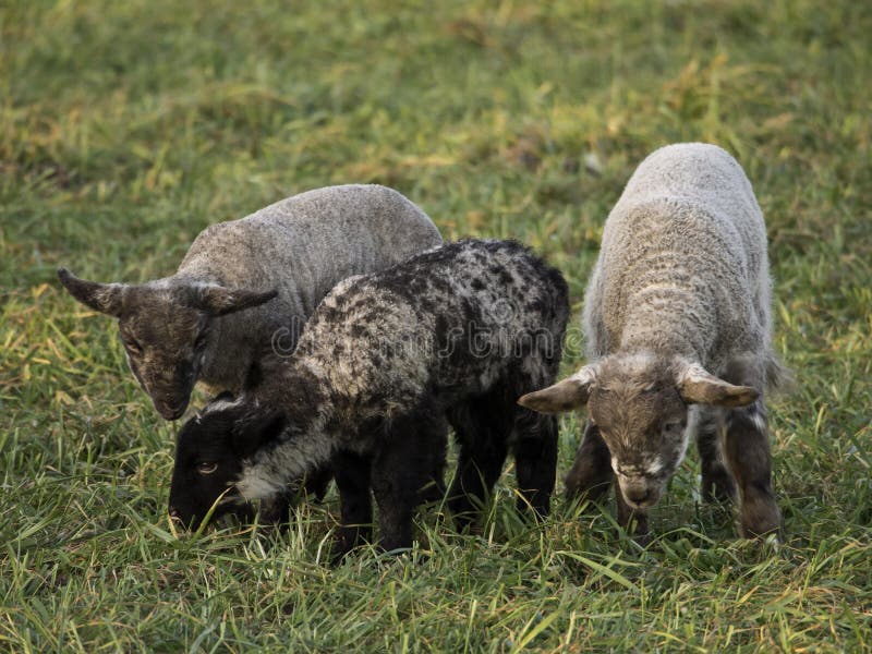 Sheeps stock photo. Image of field, nature, wildlife - 51342628