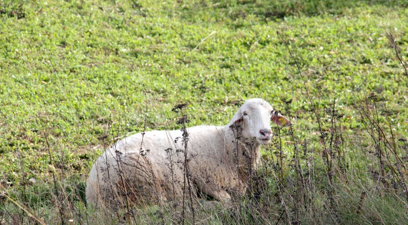 Sheeps on a Meadow. Domestic Animals Theme Stock Photo - Image of white ...