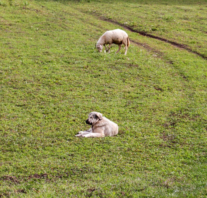 Sheeps on a Meadow. Domestic Animals Theme Stock Image - Image of ...