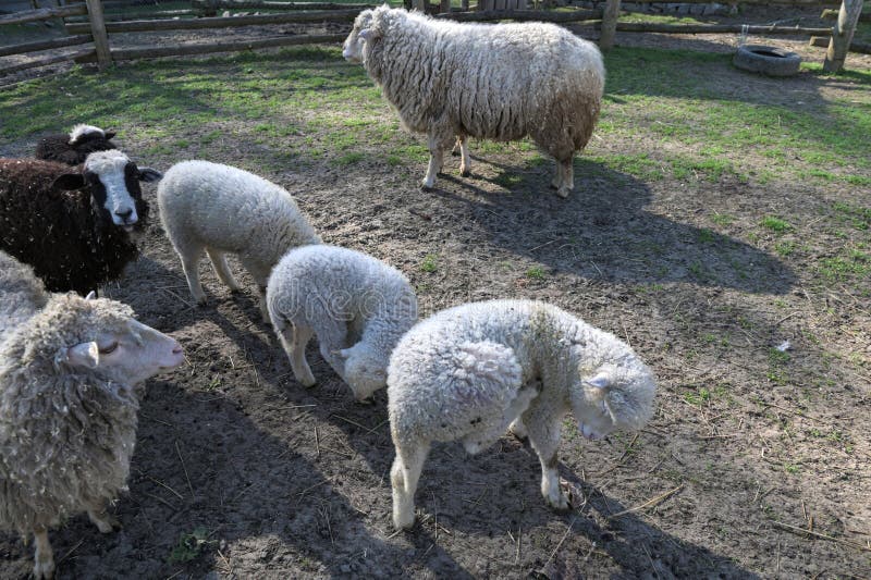 Sheeps in a Meadow on Green Grass Stock Image - Image of agriculture ...