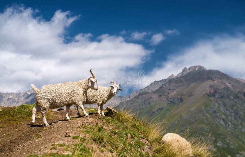 Sheeps stock photo. Image of pasture, green, paddock - 56686954