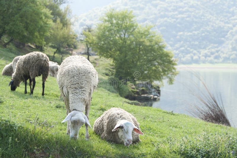 Sheeps near lake stock photo. Image of environment, lake - 21911582