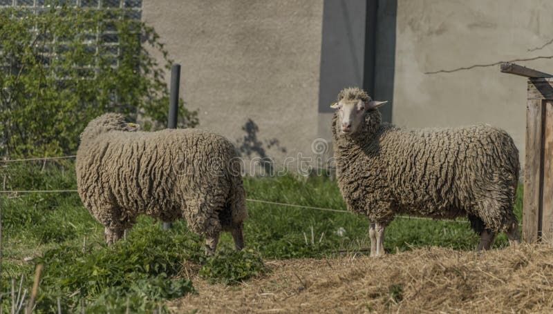 Sheep house in a farm stock photo. Image of agriculture - 232246056