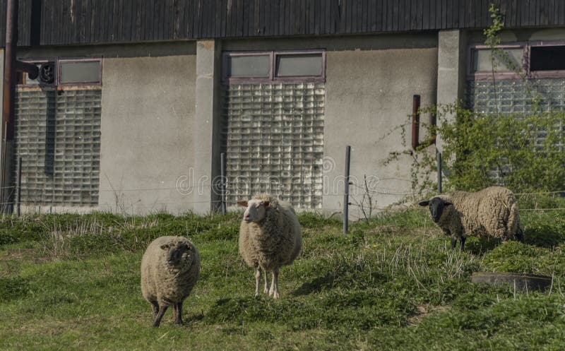 Sheep house in a farm stock photo. Image of agriculture - 232246056