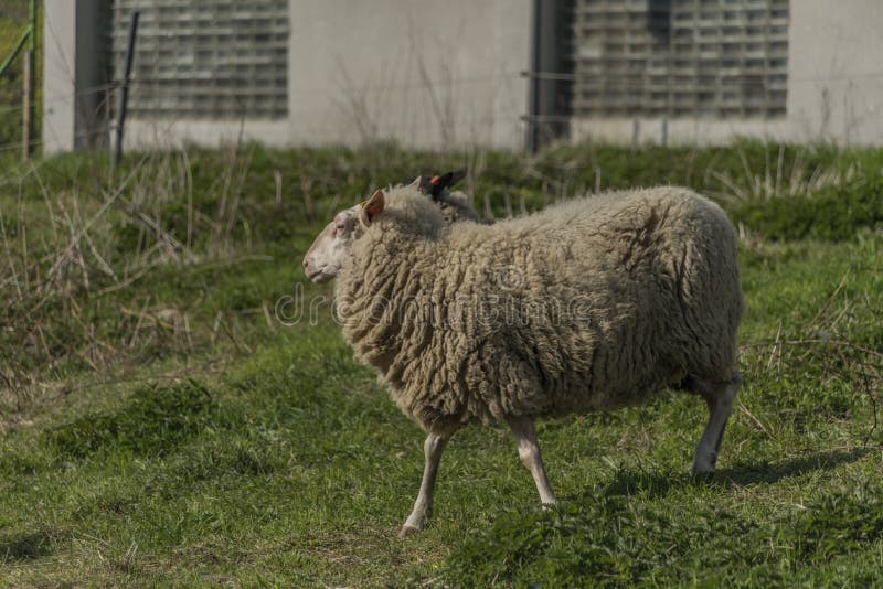 Sheep house in a farm stock photo. Image of agriculture - 232246056
