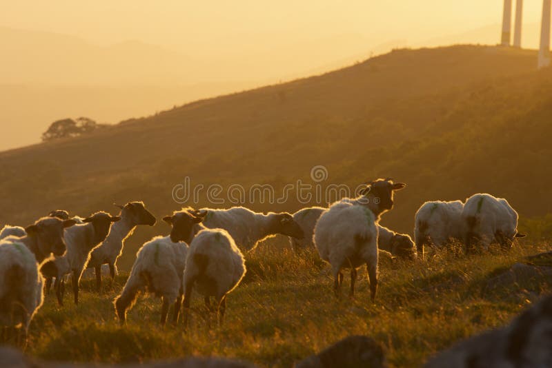 Sheeps Pacing in the Basque Mountains at Sunset Stock Image - Image of ...