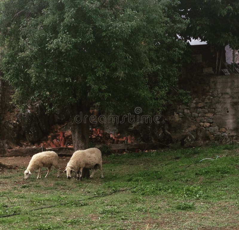 Sheeps on pasturage stock photo. Image of grassland, pasture - 78814956