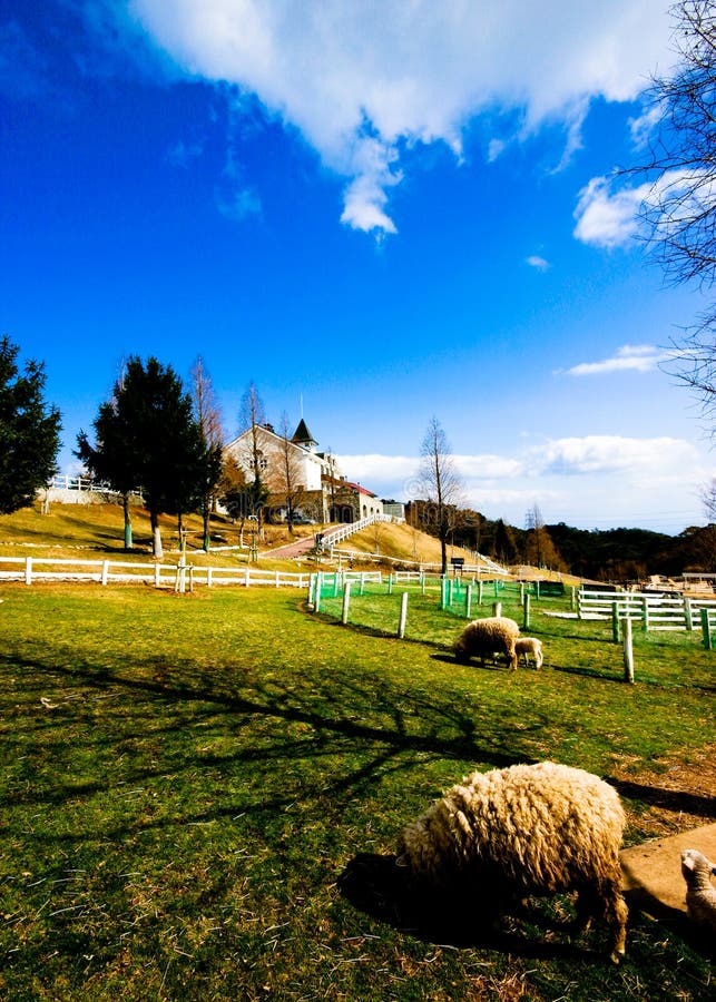 Sheeps in Rokkosan Pasture stock photo. Image of sheeps - 7864138