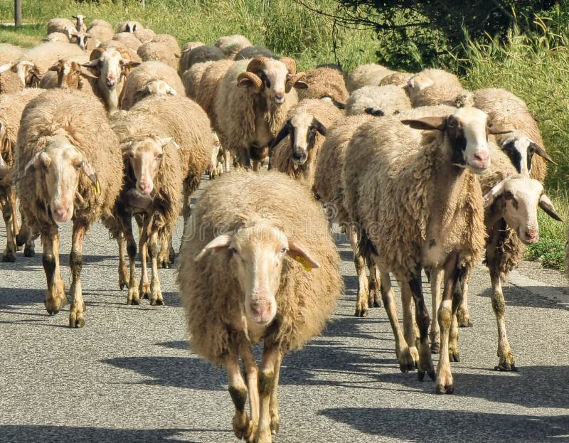 Sheeps Shepp Stock Photos - Free & Royalty-Free Stock Photos from ...