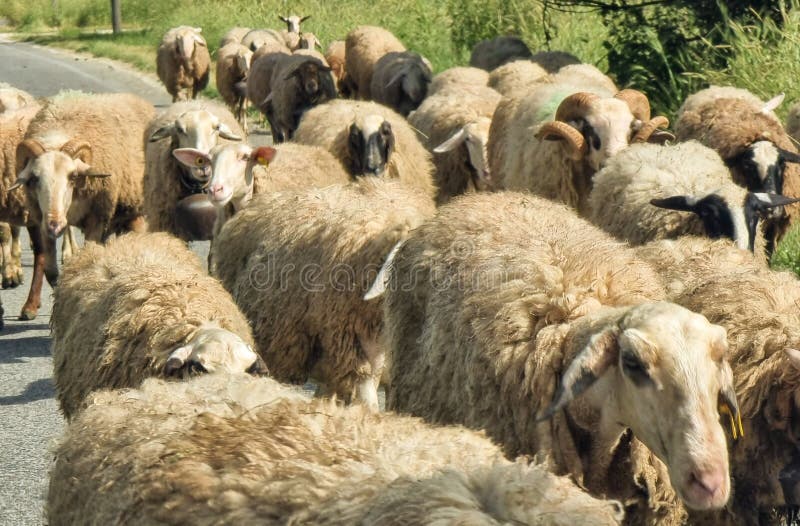 Sheeps Shepp Folk Front View Stock Image - Image of sheep, pasture ...