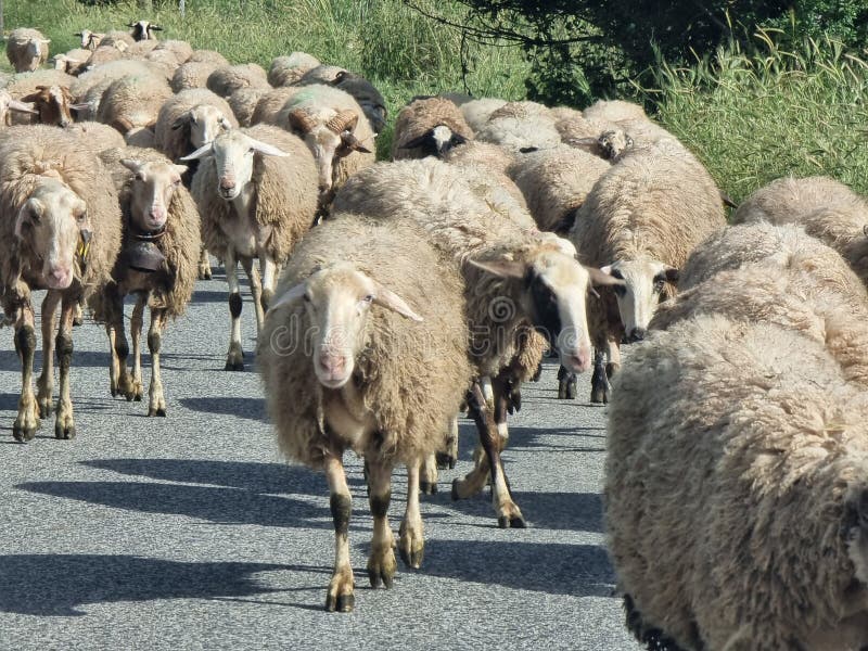 Sheeps Shepp Folk Front View Stock Photo - Image of ruminant, grazing ...