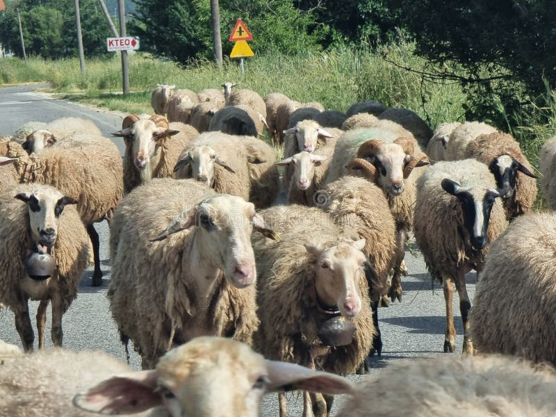 Sheeps Shepp Folk Front View Stock Photo - Image of village, folk ...