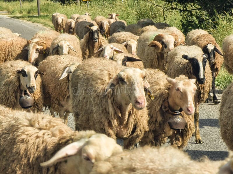 Sheeps Shepp Folk Front View Stock Image - Image of road, jumbuck ...