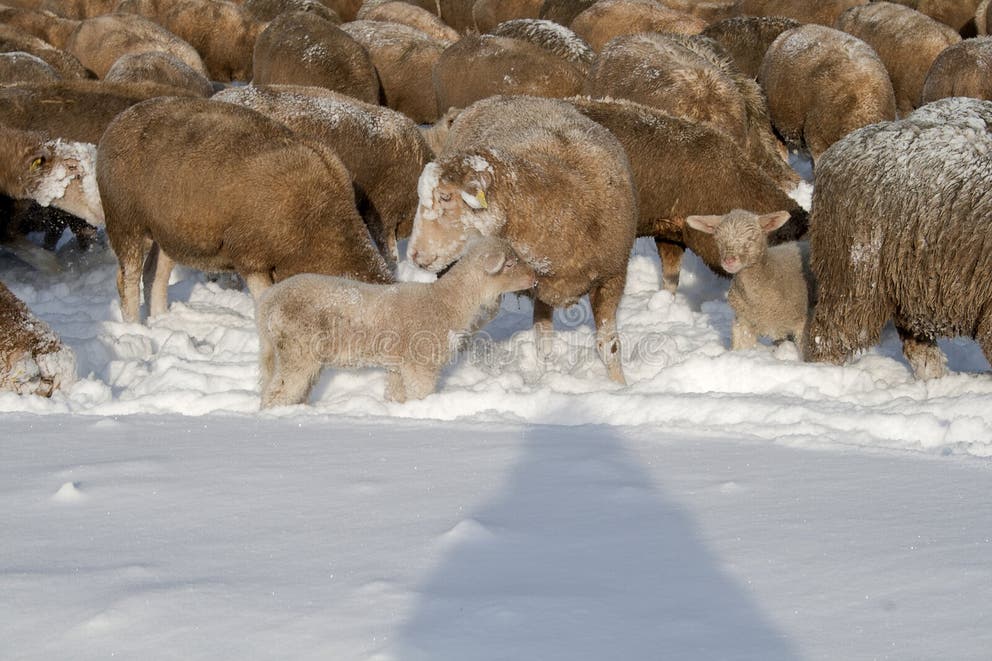 Sheeps in Snow with Lamb in Winter Meadow Stock Photo - Image of group ...