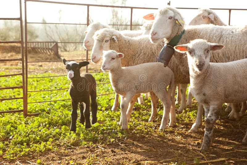 Network cable RJ45 stock image. Image of digital, fibre - 5867263