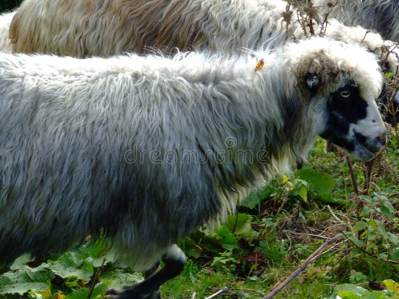 Sheeps of the Ukrainian Carpathians. Sheep Grazing at the Mountains ...