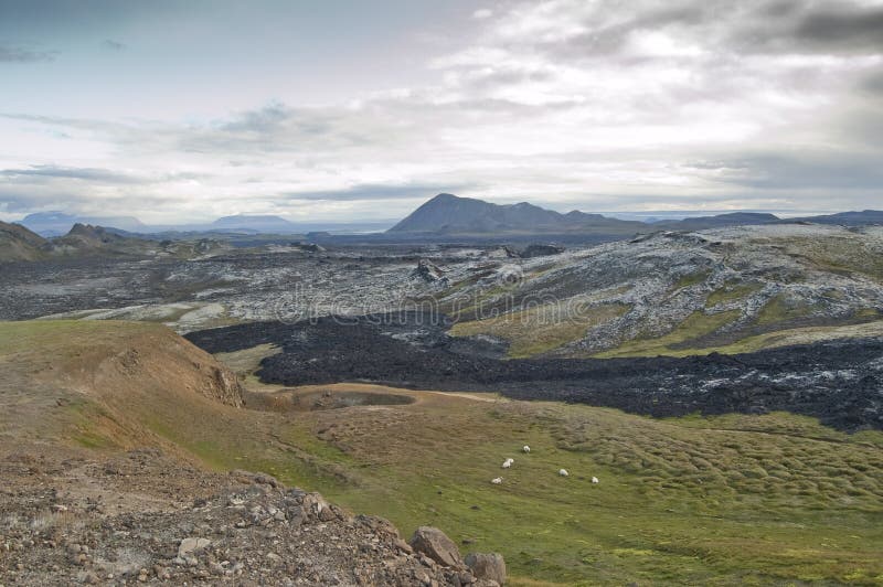 Sheeps in Volcanic Landscape Stock Image - Image of graze, livestock ...