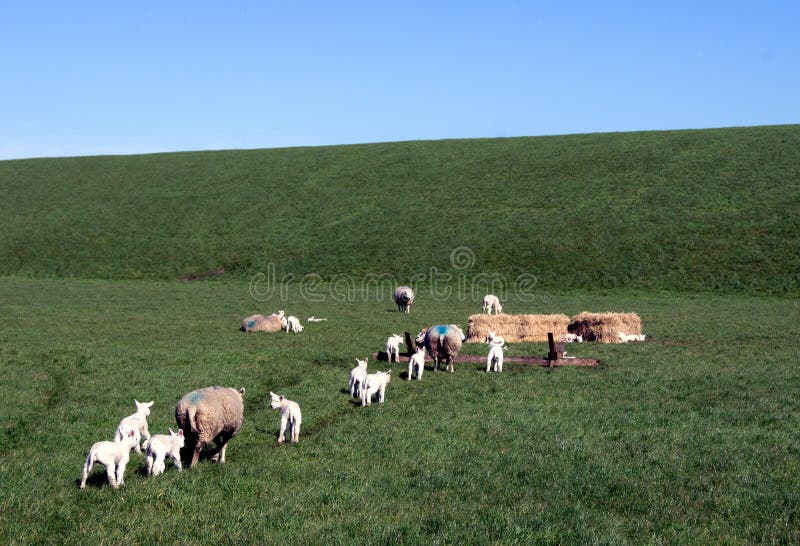 1,078 Lamb Manger Stock Photos - Free & Royalty-Free Stock Photos from ...