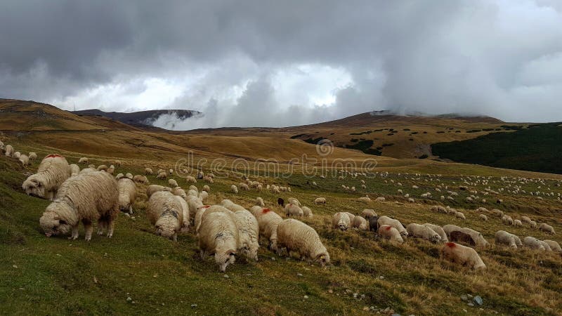 145 Romanian Sheeps Stock Photos - Free & Royalty-Free Stock Photos ...