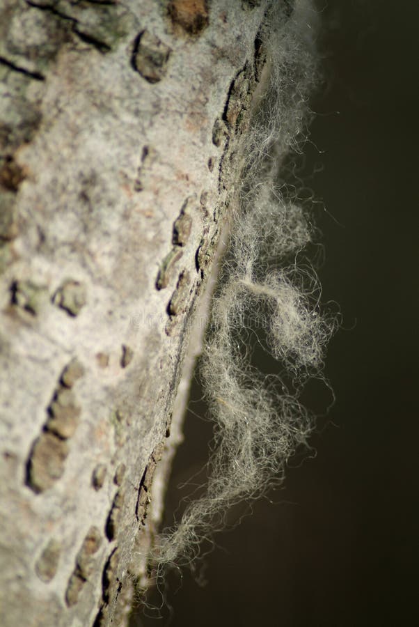 Sheeps wool stock image. Image of texture, sheeps, woodland - 647313