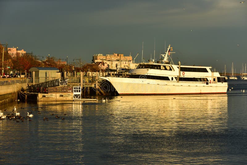 Sheepshead Bay Brooklyn editorial photography. Image of swan - 80518652