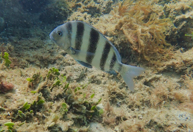 Sheepshead Fish Swimming through the Coral and Rock Reef Stock Photo ...