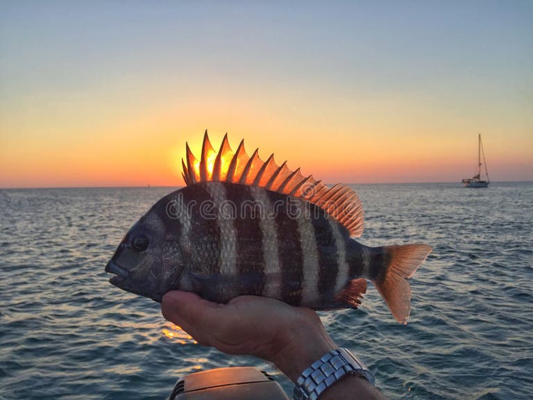 150 Sheepshead Fishing Fish Stock Photos - Free & Royalty-Free Stock ...