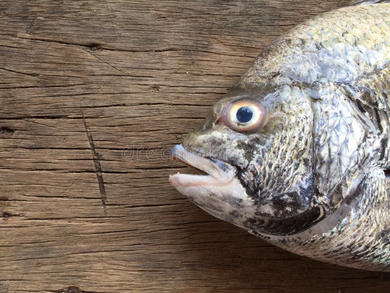 The Sheepshead, Scup, and Red/black Seabream, Pagrus Major Stock Image ...